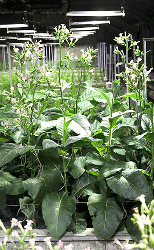 Growing Produce In The Backyard: The Complete Guide - Hydrobuilder ...