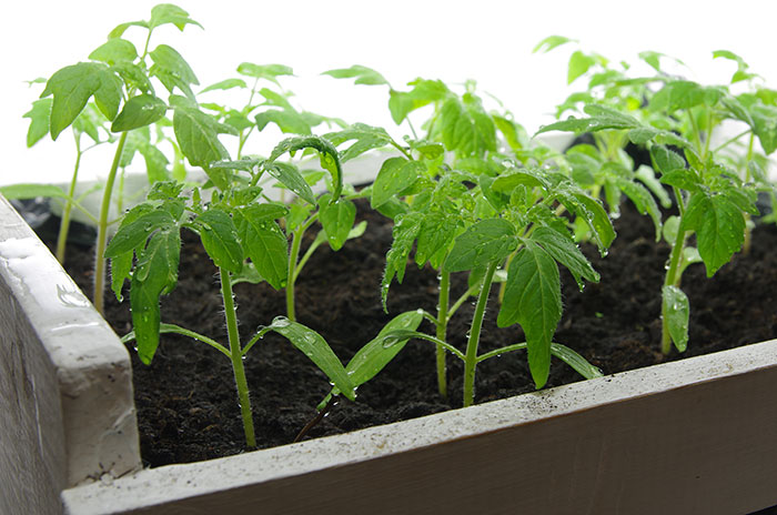How To Start An Herb Garden - Hydrobuilder Learning Center
