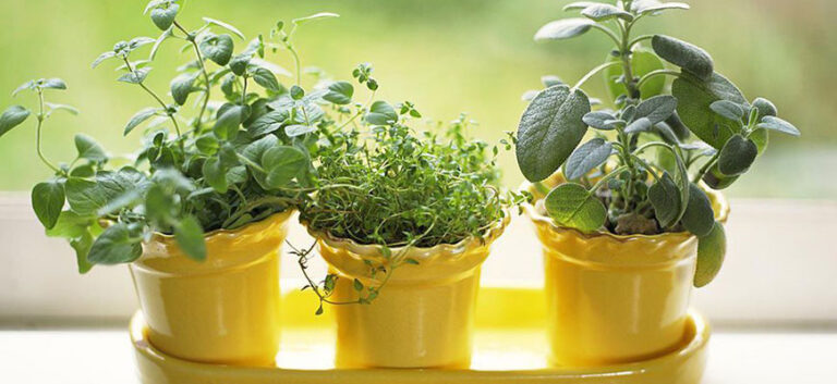 How To Grow Oregano Plants - Hydrobuilder Learning Center