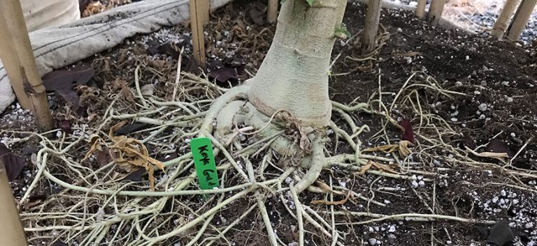 How To Transplant A Plant - Hydrobuilder Learning Center