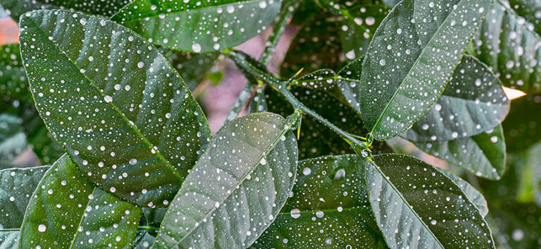 How To Use Diatomaceous Earth In The Garden - Hydrobuilder Learning Center