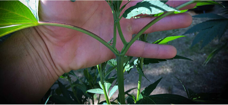 Monster Cropping: Achieve More Harvests By Revegging - Hydrobuilder ...