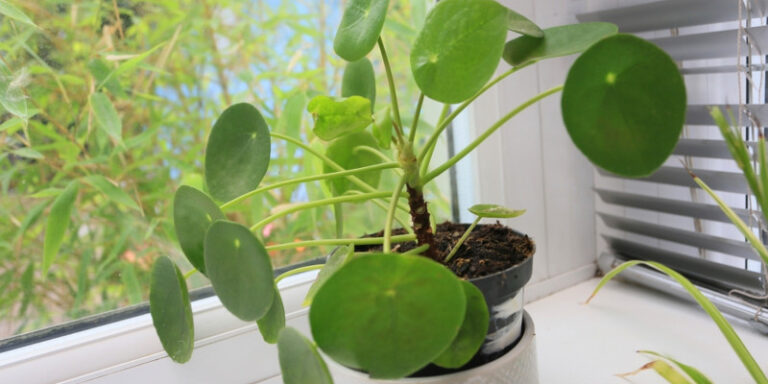 Chinese Money Plant - Care Guide - Hydrobuilder Learning Center