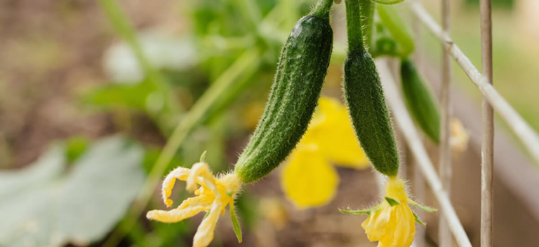 Plant Training - The Definitive Guide To Getting Bigger Yields ...