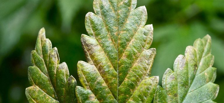 How To Treat Tobacco Mosaic Virus - Hydrobuilder Learning Center