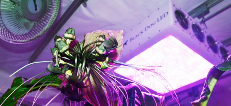UV Light For Plants: Everything You Need To Know
