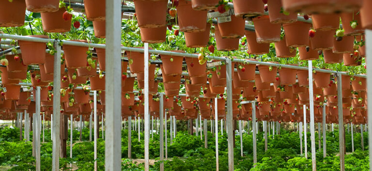 Vertical Growing: The Future Of Gardening & Farming - Hydrobuilder ...