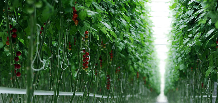 Vertical Growing: The Future Of Gardening & Farming - Hydrobuilder ...