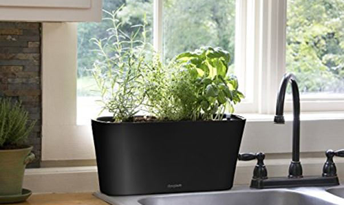 How To Start A Kitchen Garden - Hydrobuilder Learning Center