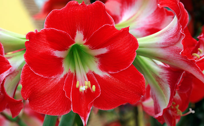 How To Grow Amaryllis Bulbs - Hydrobuilder Learning Center