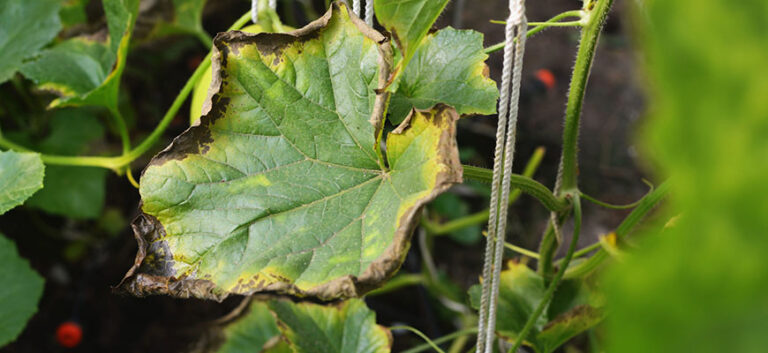 Calcium For Plants: Deficiency, Toxicity, Sources, & More ...
