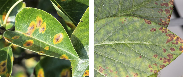 Copper (Cu) Nutrient Deficiencies In Plants - Hydrobuilder Learning Center