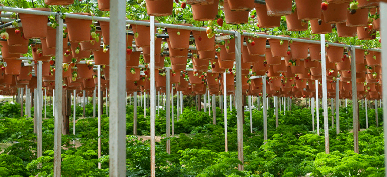 How Many Plants Can I Grow? - Hydrobuilder Learning Center