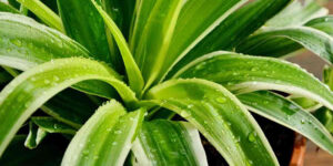 Best Grow Room Humidifiers (2025) + Sizing Calculator