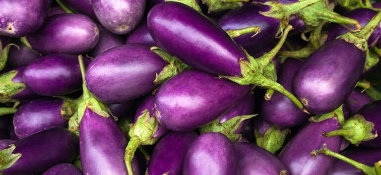 How To Grow Hydroponic Eggplant - Hydrobuilder Learning Center