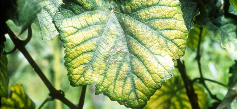 Magnesium For Plants: Deficiency, Toxicity, Sources, & More ...