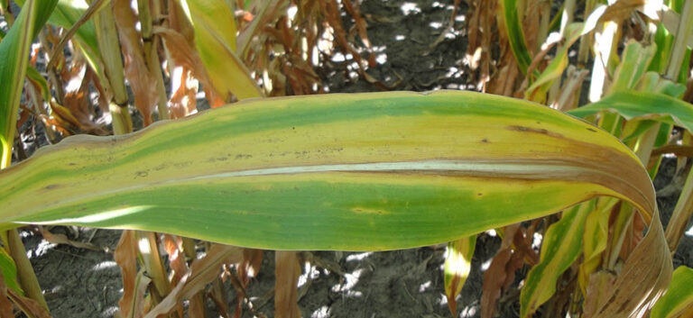 Nitrogen For Plants: Deficiency, Toxicity, Sources, & More ...