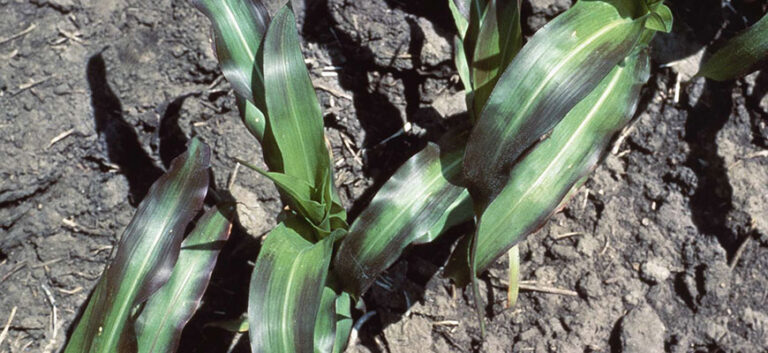 Phosphorus For Plants: Deficiency, Toxicity, Sources, & More ...