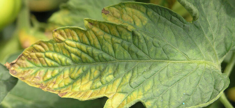 Potassium For Plants: Deficiency, Toxicity, Sources, & More ...