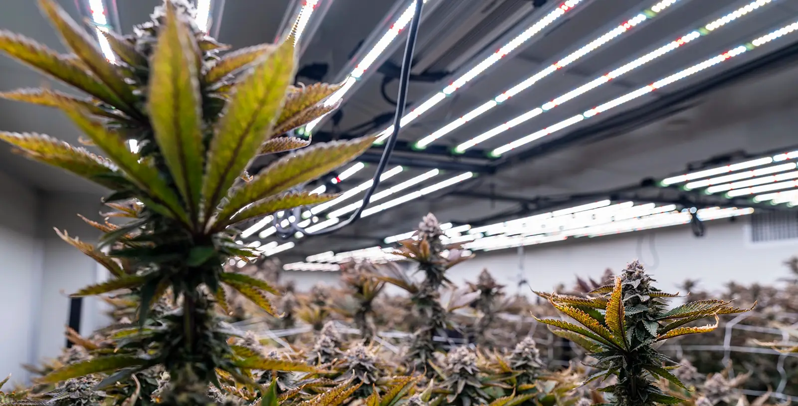 Grow Light Coverage Calculator for Cannabis: How Many Grow Lights Do ...