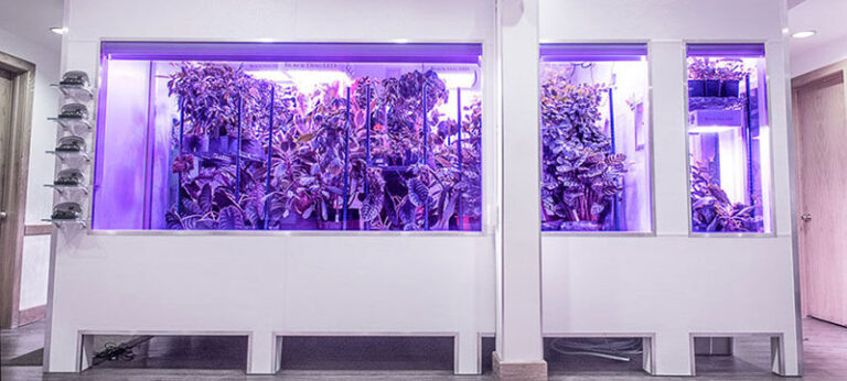 Light Stress In Plants: Identification & Treatment - Hydrobuilder ...