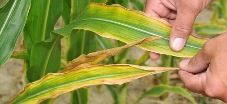 Sulfur For Plants: Deficiency, Toxicity, Sources, & More - Hydrobuilder ...